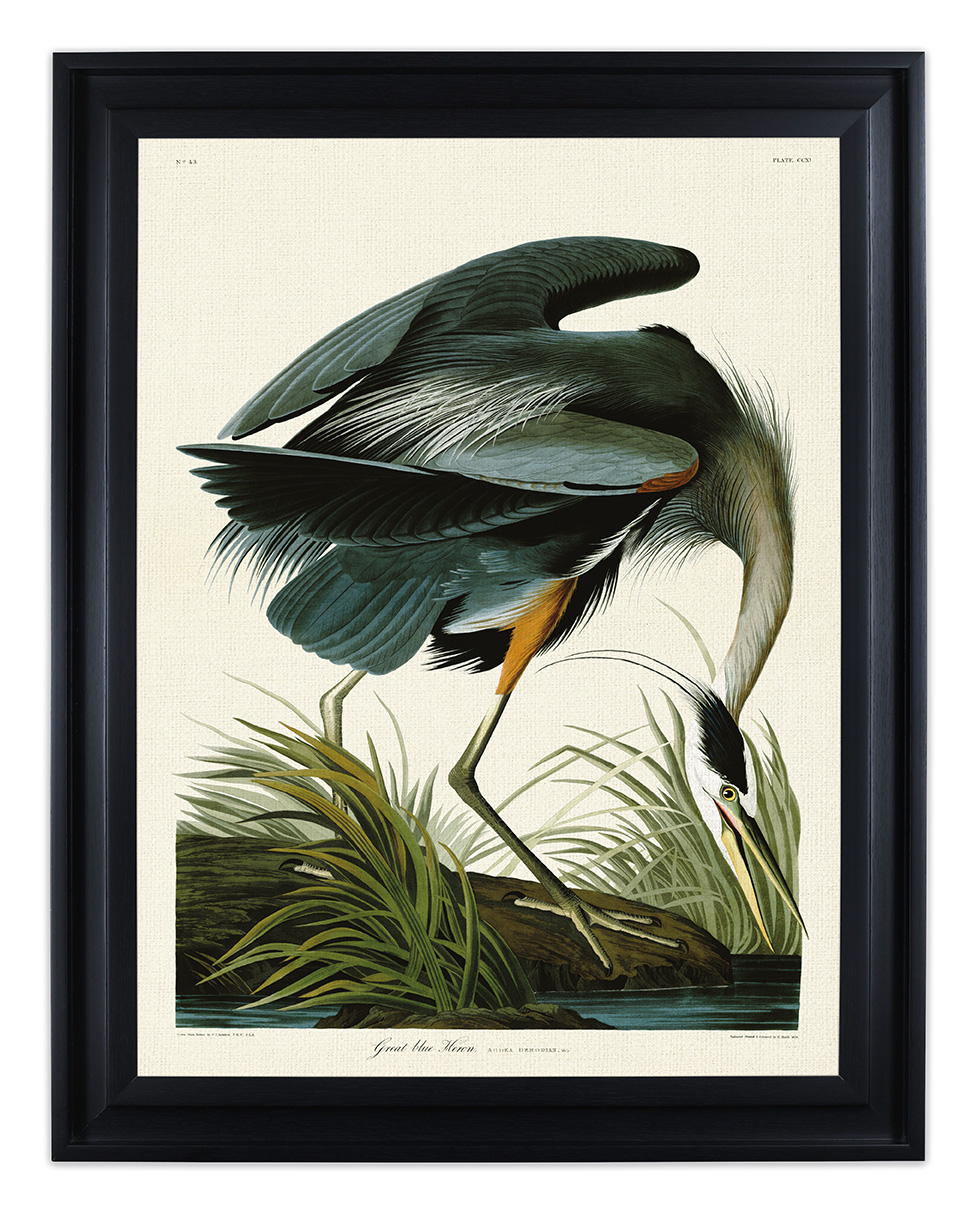 John James Audubon (Great Blue Heron) Framed Canvas Print | The Art Group
