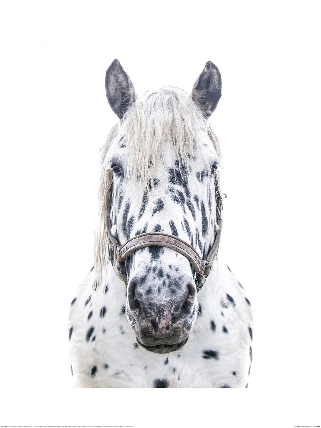 Victoria Frost (Leopard Appaloosa Horse) Art Print | The Art Group