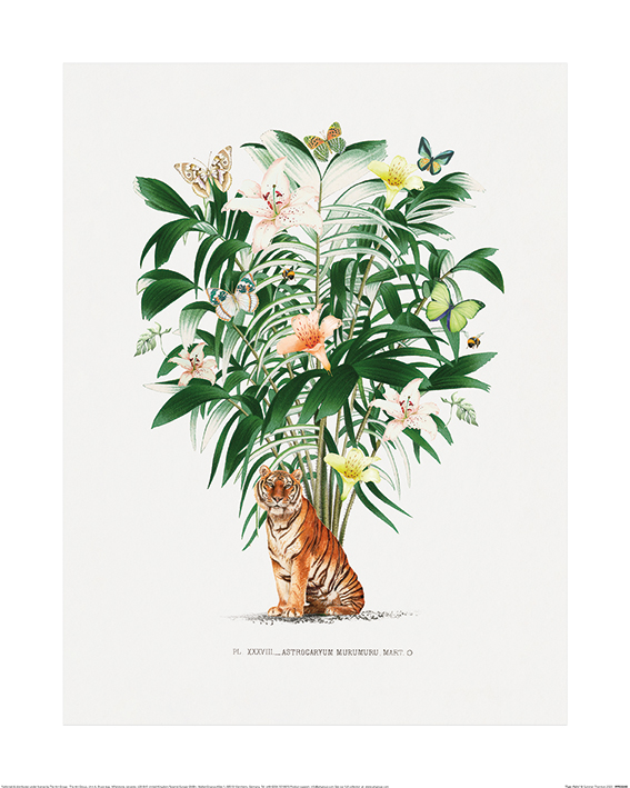 Summer Thornton (Tiger Palm) Art Print | The Art Group