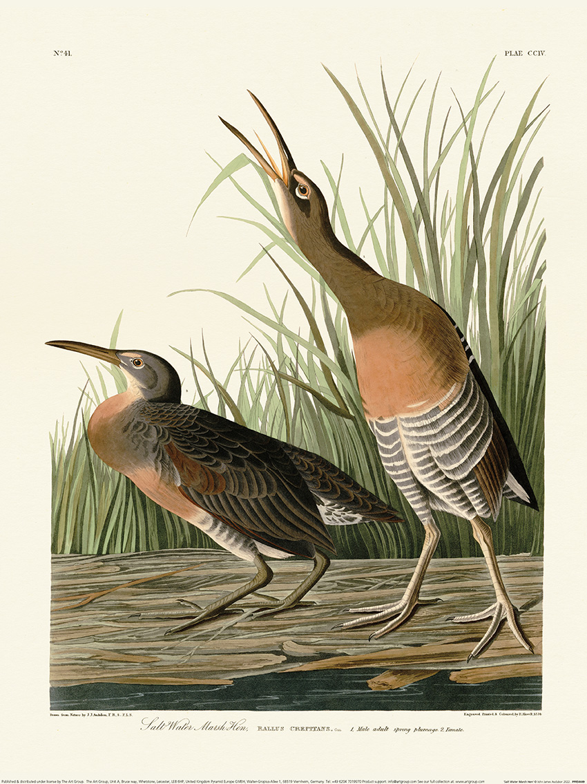 John James Audubon (Salt Water Marsh Hen) Art Print | The Art Group