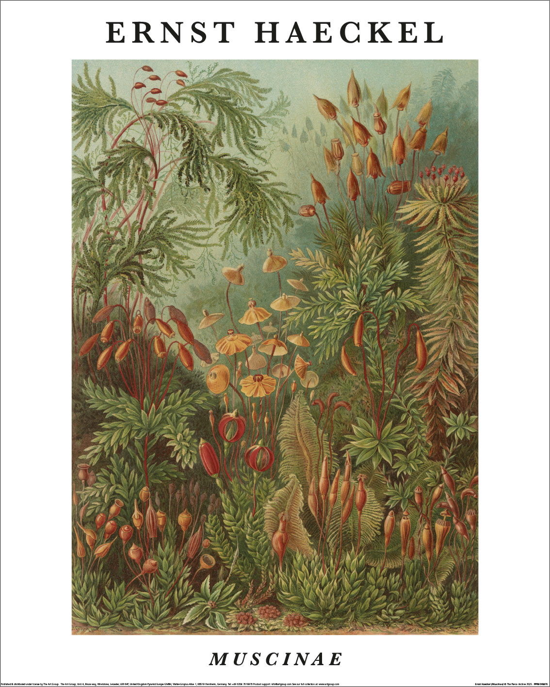 Ernst Haeckel (Muscinae) Art Print | The Art Group