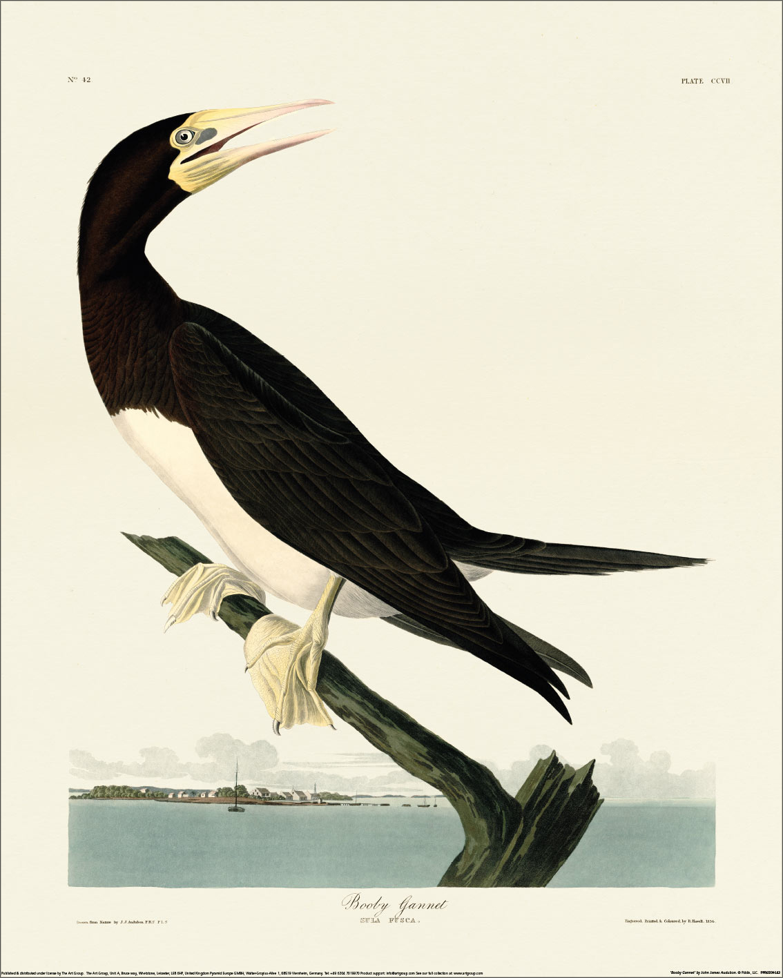 John James Audubon (Booby Gannet) Art Print | The Art Group