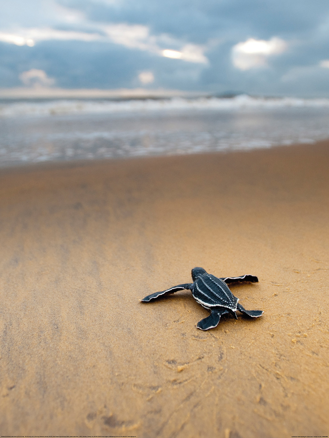 Graham Eaton (Leatherback Turtle Hatchling) Art Print | The Art Group