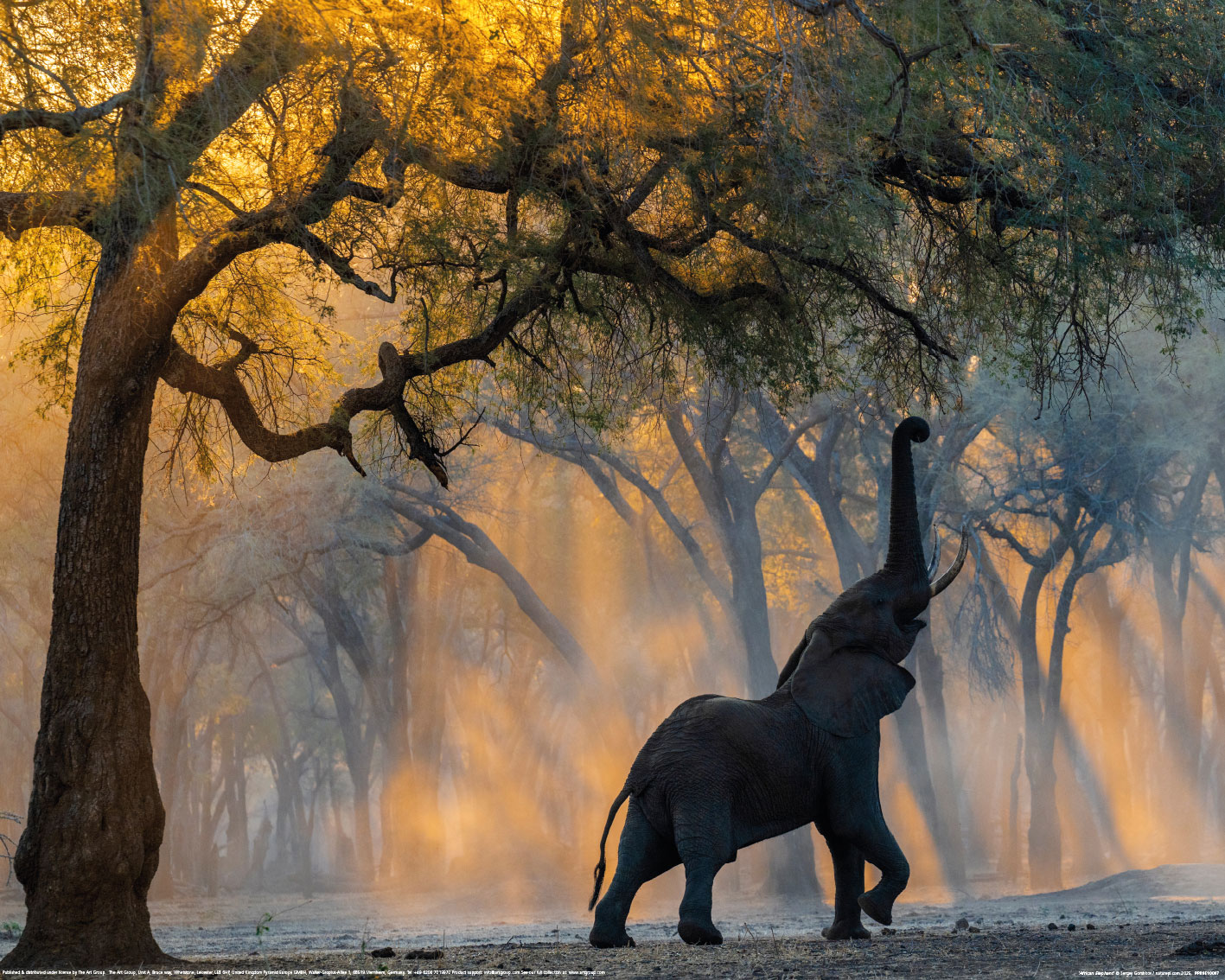 Sergey Gorshkov (African Elephant) Art Print | The Art Group