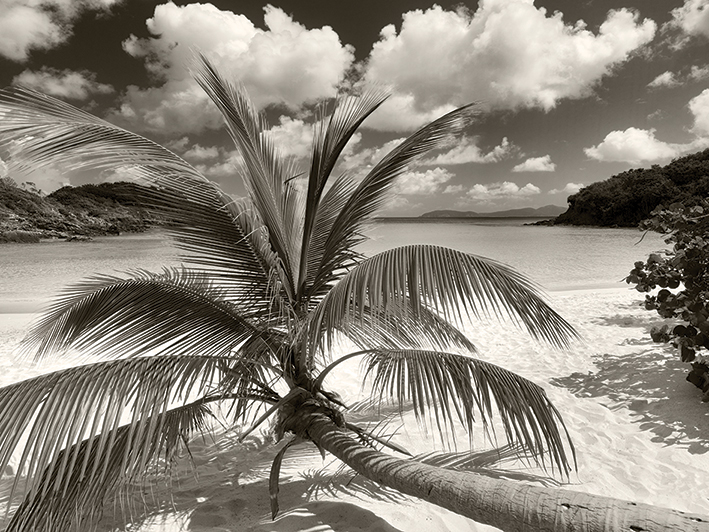 Dennis Frates (Still Growing to the Sun) Canvas Print | The Art Group