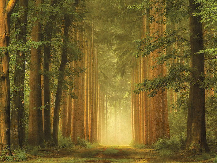 Lars van de Goor (The Portal) Canvas Print | The Art Group