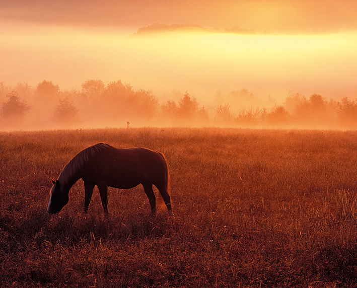 Dennis Frates (Horse in Pasture) Canvas Print | The Art Group